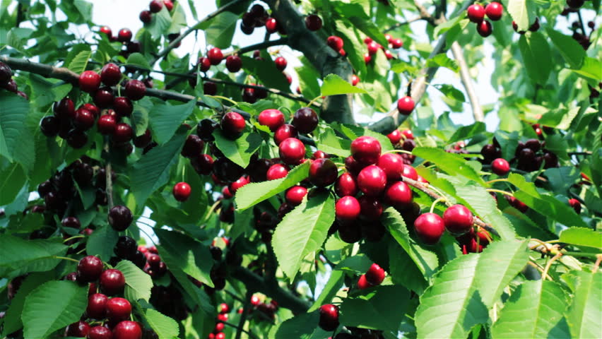 Firethorn, Pyracantha 'Fiery Cascade' Branch With Berry-like Pomes ...