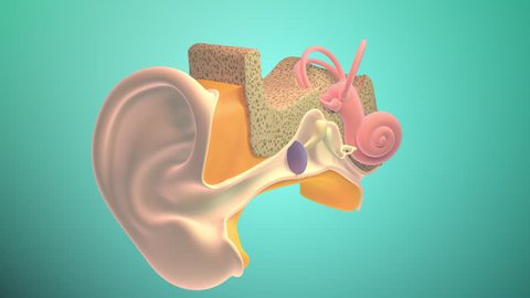 Otic Capsule Stock Video Footage - 4K and HD Video Clips | Shutterstock