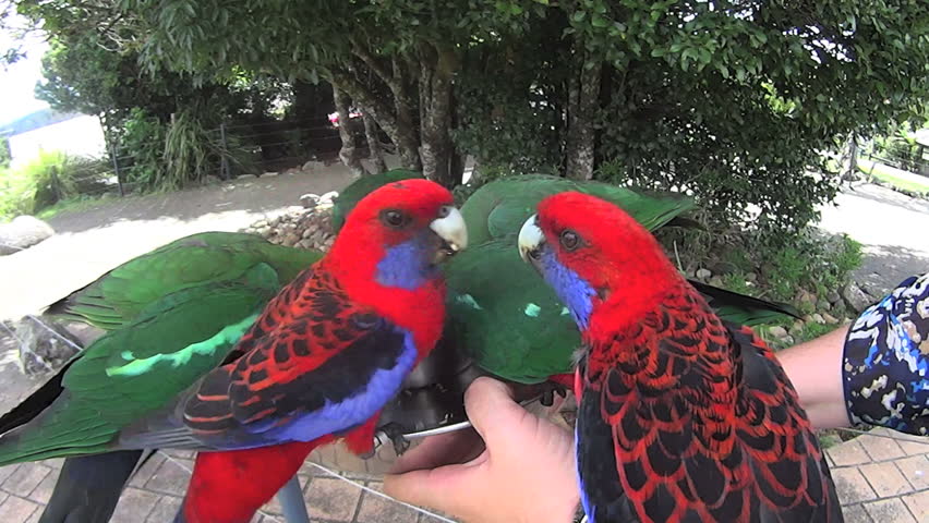Group of Australian Parrots Fighting Stock Footage Video (100% Royalty ...