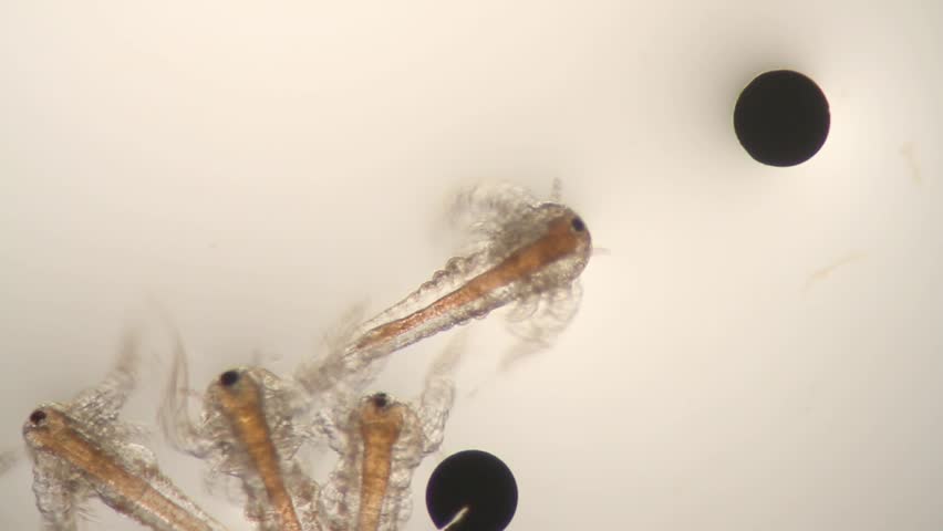 Stock video of microscope (40x) view of brine shrimp | 13011410 ...