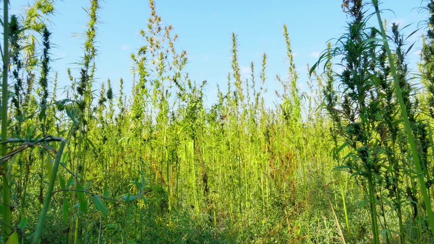 Flying On Marijuana Cannabis Plantation Field Aerial View Industrial ...