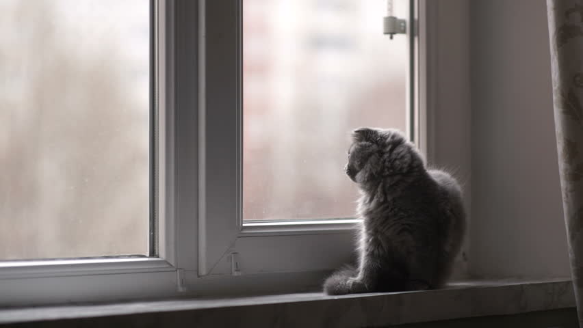 Curious House Cat Looking Outside Through Window. Stock Footage Video ...
