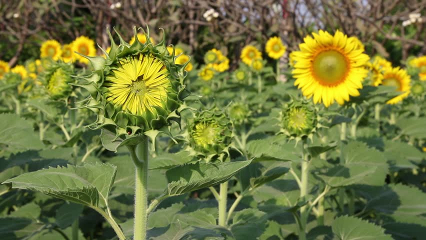 Beautiful Sunflowers During the Winter Stock Footage Video (100% ...
