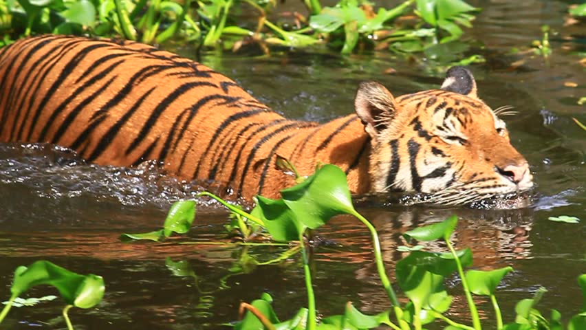 Tiger Swimming In Water With Aquatic Plants Stock Footage Video ...