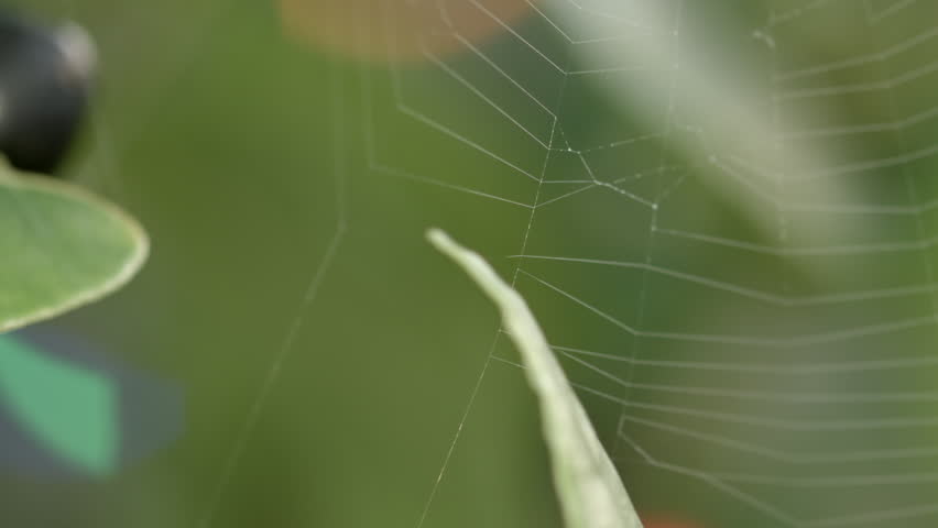 Fly Caught In Spider's Web Stock Footage Video 3549602 | Shutterstock