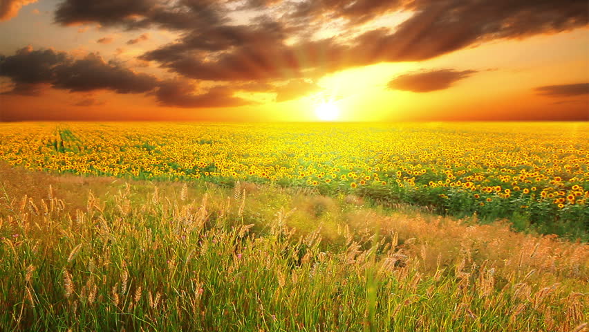 Golden Sunset At Wooden Shoe Tulip Farm Early Spring Season In Woodburn ...