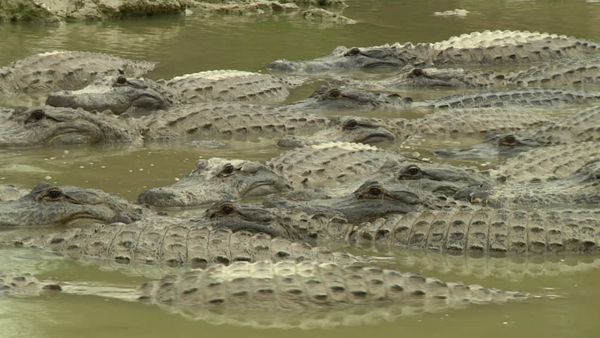 Alligator Feeding Stock Footage Video (100% Royalty-free) 1377070 ...
