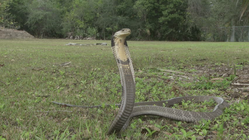 King Cobra Alert & Angry Stock Footage Video 1387153 | Shutterstock