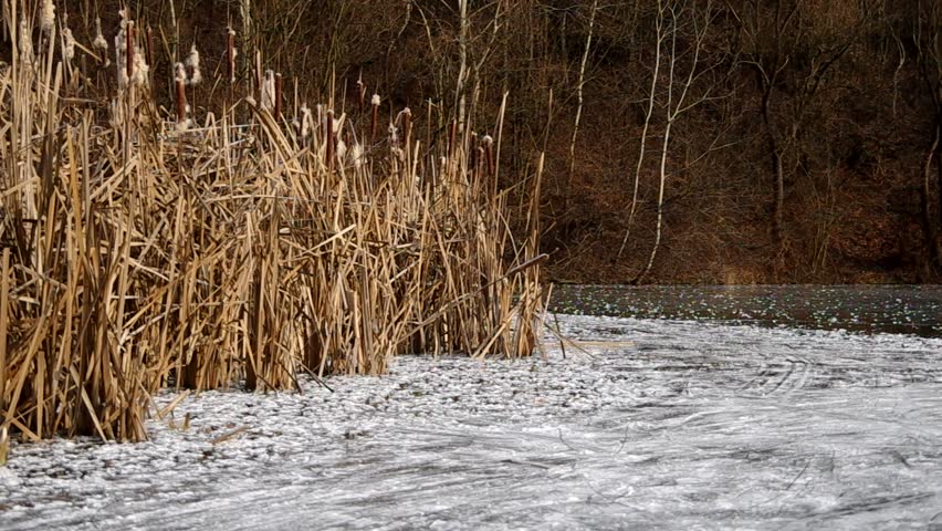 Reeds in Winter and Frozen Stock Footage Video (100% Royalty-free ...