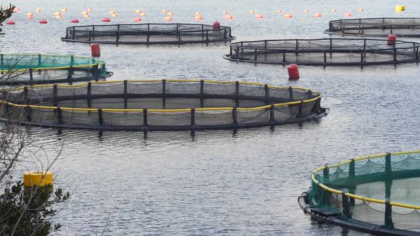 Fish Farm in the Bay Stock Footage Video (100% Royalty-free) 14376550 ...