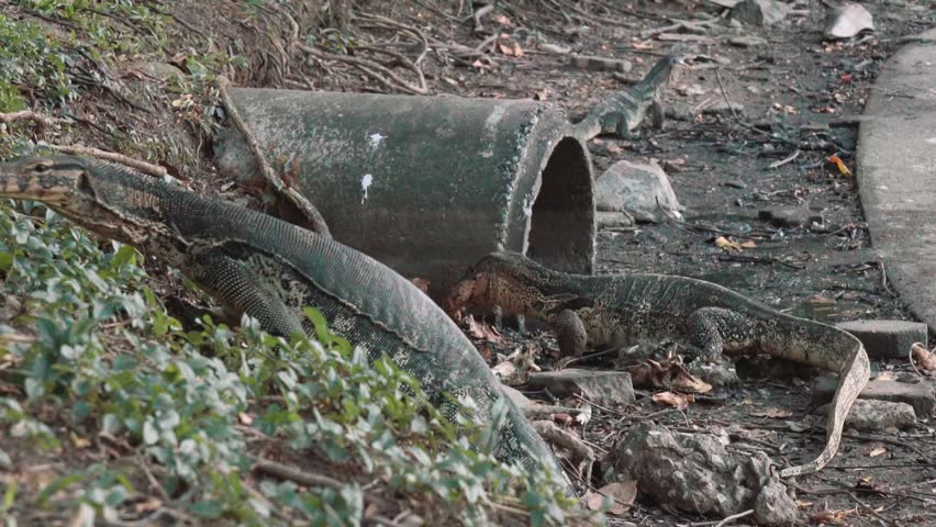 Video stock a tema Monitor Lizards Near Sewer : (100% royalty free ...