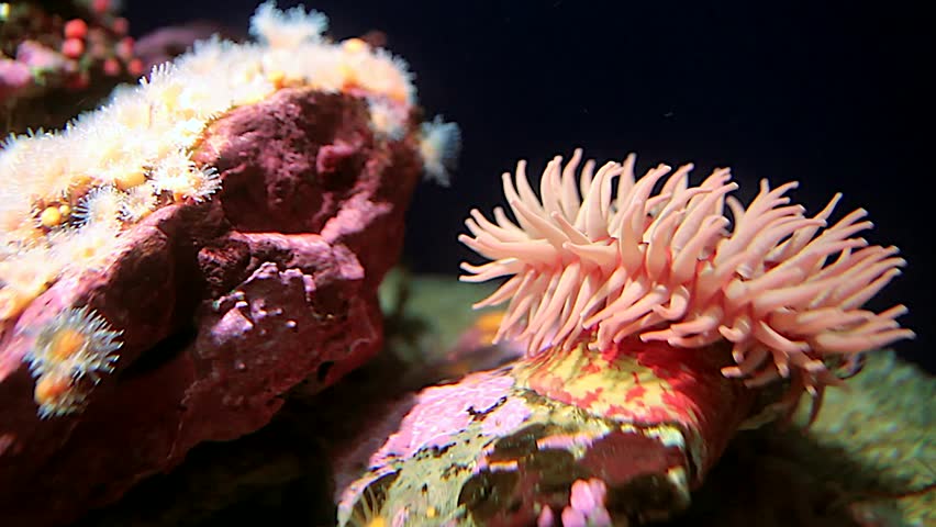 Stock Video Clip of A Beautiful Sea Anemone Gently Swaying in ...
