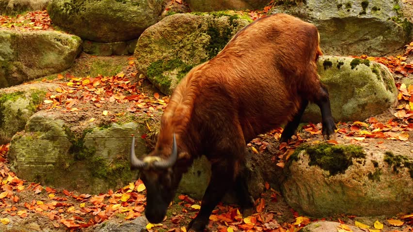 Takin image - Free stock photo - Public Domain photo - CC0 Images