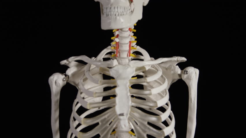 Realistic Human Skeleton 360 View With Loop Stock Footage Video 2771846 ...