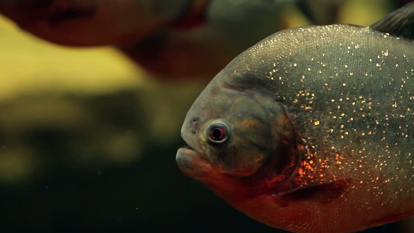 Piranha Fish. Piranha Closeupin The Aquarium. View Piranhas. Dangerous ...