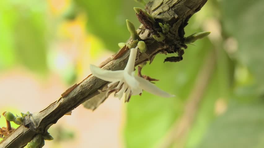 Bougainvillea Flowers Bloom In A Tropical Rainforest. Stock Footage ...