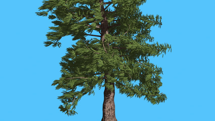 Western Red Cedar, Tree On Alfa Channel, Alpha Channel, Tree Cut Off A ...