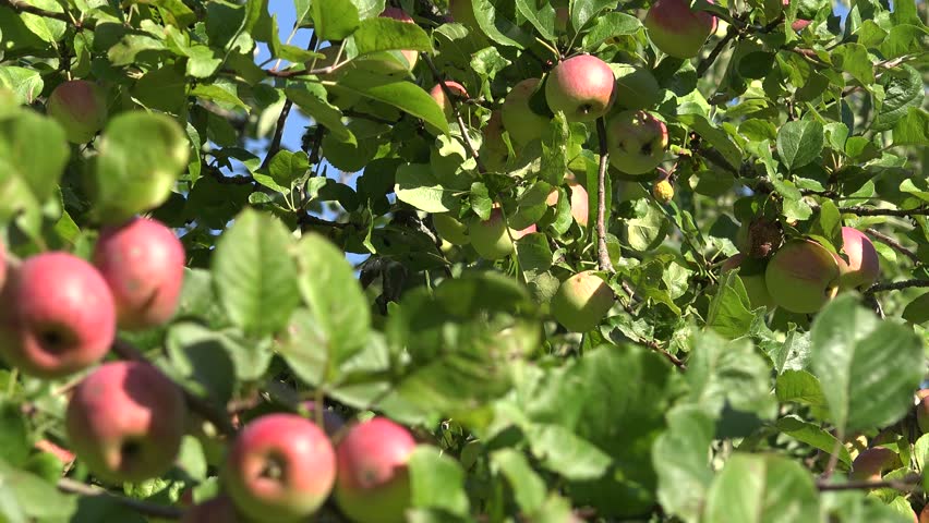 Apples Trees Of Marpha, Mustang, Nepal. Marpha Is Also Know As The ...