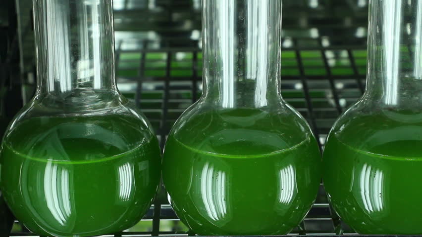 Two Rows Of Bottles Filled With Green Microalgae Chlorella Inside Of ...