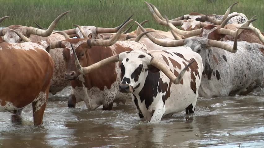 Long Horn Cattle Crossing River Stock Footage Video (100% Royalty-free ...