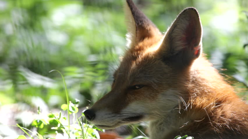 A Red Fox image - Free stock photo - Public Domain photo - CC0 Images