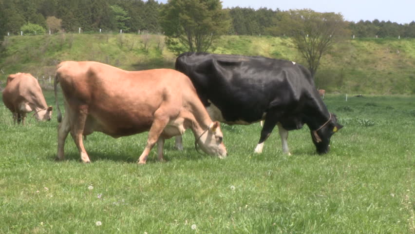 Deep Red Cattle Cow Grazing + Newborn Calf. Deep Red Cattle Have Few ...