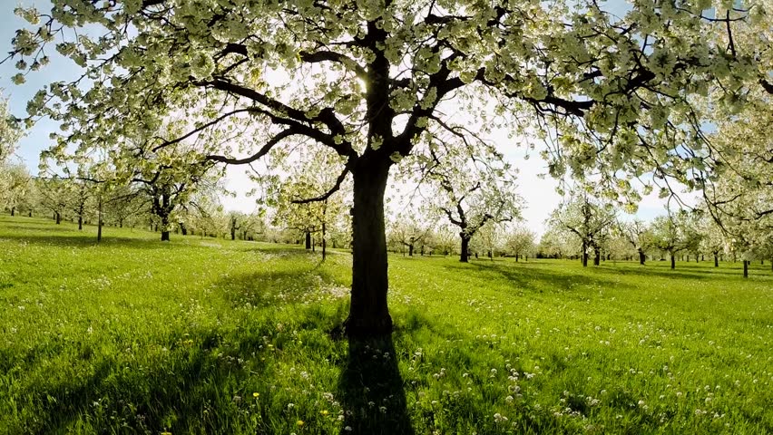 Beautiful Nature Forest Trees Scenery. Peaceful Life Balancing ...