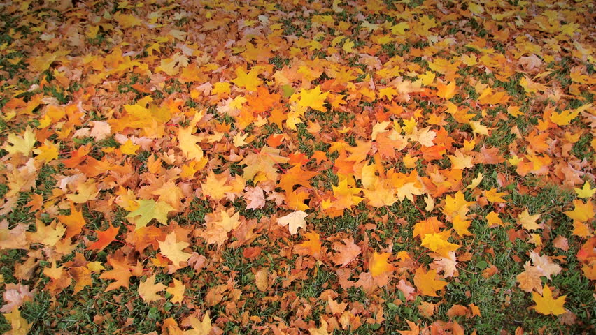 Autumn Maple Tree Leaves Blowing In The Wind Stock Footage Video ...