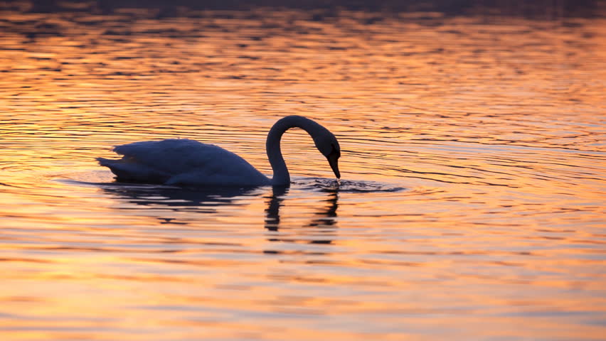 SLOW MOTION: Swan Swimming In A Lake Stock Footage Video 3590393 ...