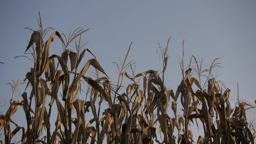 Dead Corn Plant Under Blue Sky In Summer Stock Footage Video 2697224 ...