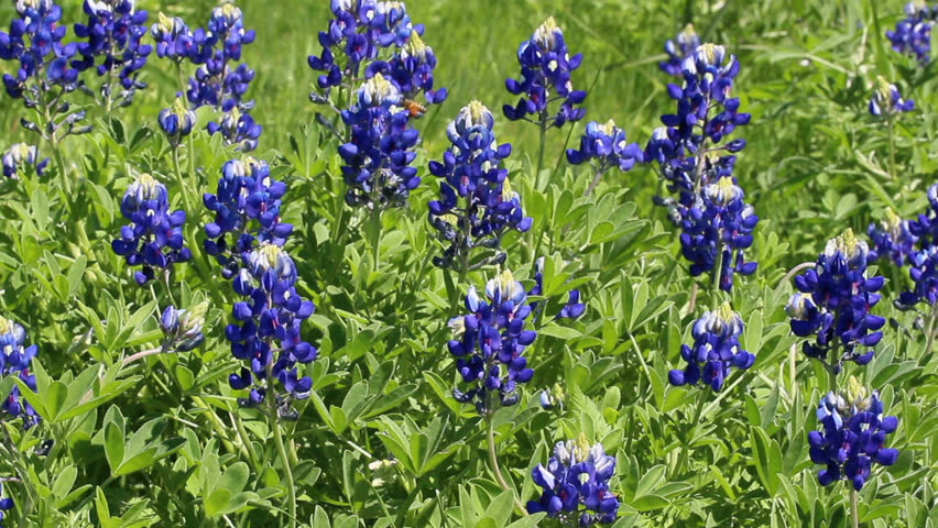 Texas Bluebonnet In Bloom. Field Close Up. State Flower Of Texas. Blue ...