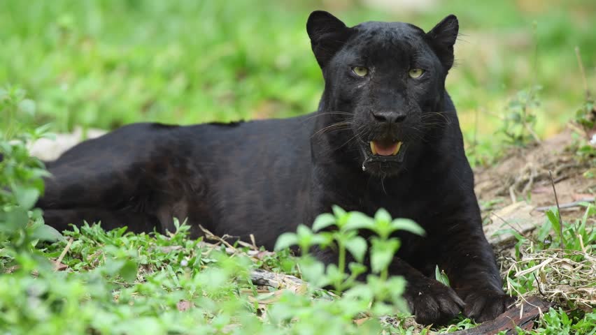 Bored Black Panther Lift Up Stockvideos & Filmmaterial 5003786 ...