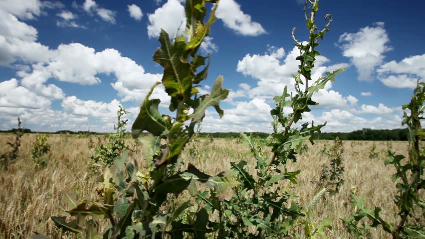 Stock Video Clip of The wheat field overgrown with weeds | Shutterstock