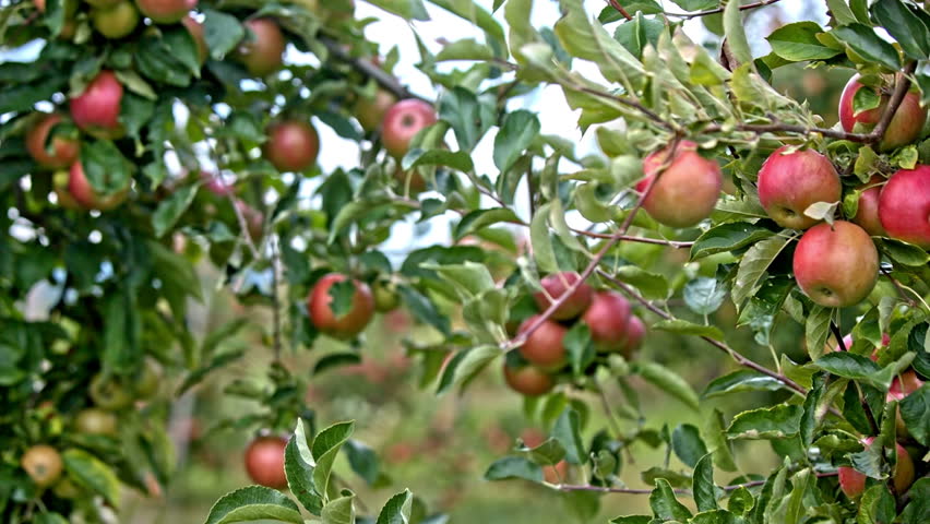 Vertical PAN Of Close Up Of Apples In A Tree. Apples Trees Of Marpha ...