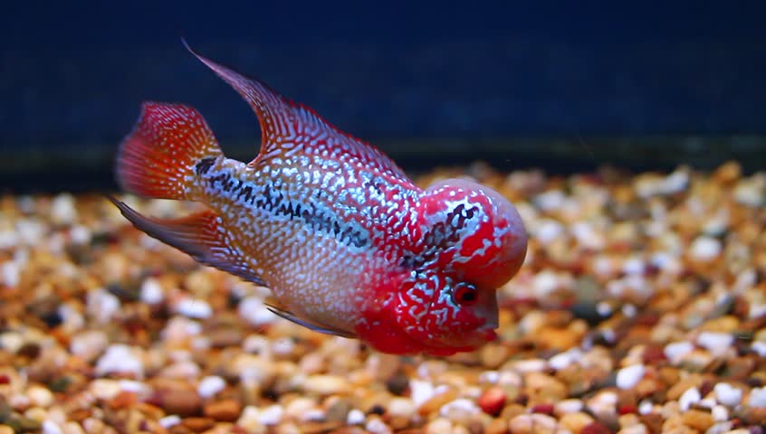 Flowerhorn Cichlid Crossbreed Fish Good Color Red Pearl Cross Head In ...