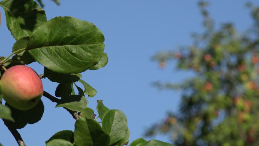 Apple Tree Twig with Red Stock Footage Video (100% Royalty-free ...