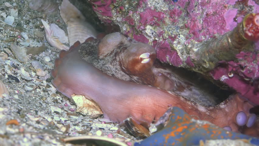 Octopus Hiding in its Hole Stock Footage Video (100% Royalty-free ...
