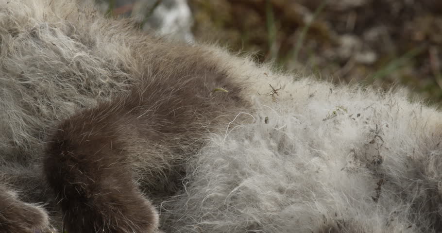 Dead Arctic Fox Lying Upside Down In Grass Of Island Showing Teeth And ...