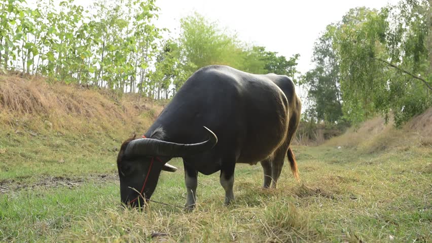 Buffalo of Thailand with His Stock Footage Video (100% Royalty-free ...