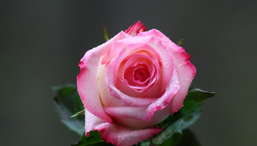 Time-lapse Of Opening Pink "Blushing Akito" Rose 3x1 In .PNG+ Format ...