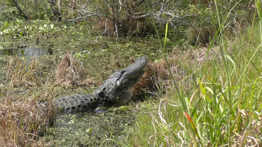 Large Bull Male Alligator Calls Stock Footage Video (100% Royalty-free ...
