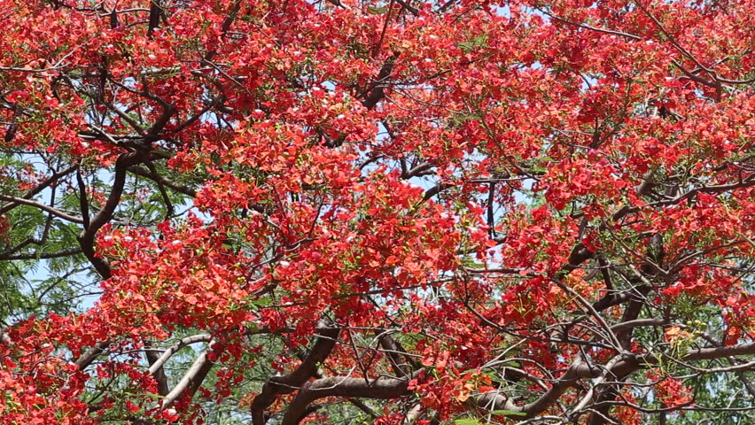 Beautiful Red Peacock Flowers Blooming Stock Footage Video (100% ...