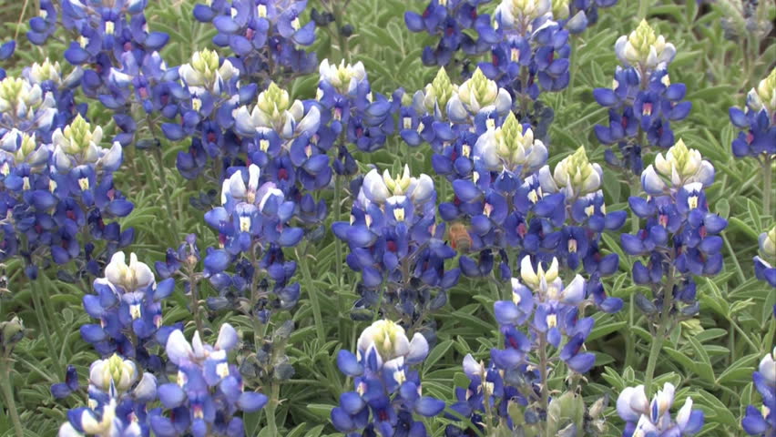 Texas Bluebonnet In Bloom. Field Close Up. State Flower Of Texas. Blue ...
