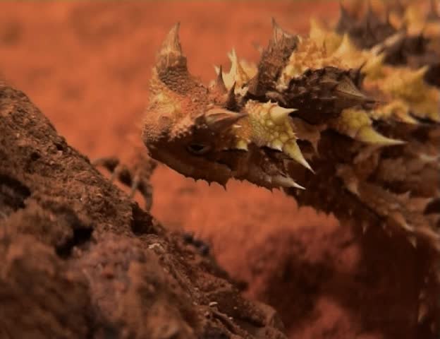Thorny Devil Eating Ants in Stock Footage Video (100% Royalty-free ...