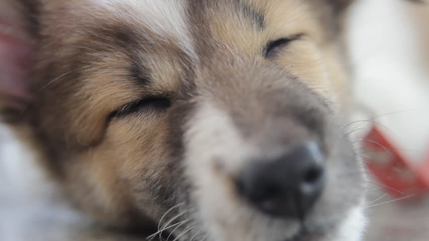 Sad Pit Bull Puppy Dog Eyes Nervous In Shelter Behind Fence Depressed ...