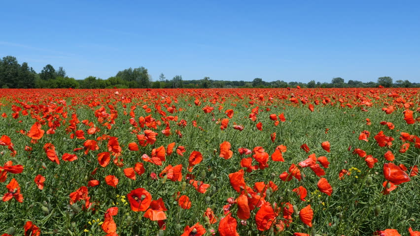 Polish Landscape. Beautiful Poppy Flowers Stock Footage Video (100% ...