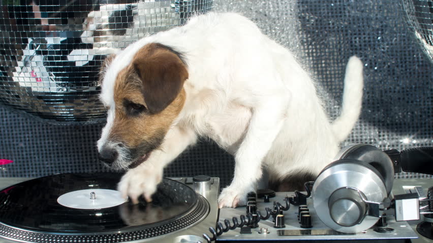 Dj Dog is in the 스톡 동영상 비디오(100% 로열티프리) 17565580 | Shutterstock