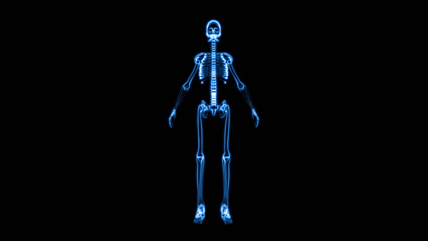 Full Body Blue Glowing Scan Of Human Anatomy Showing Muscles, Bones And ...