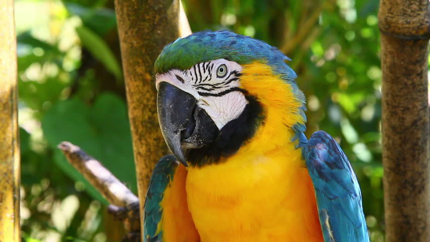 Blue And Gold Macaw Eating Food Using Its Feet Stock Footage Video ...