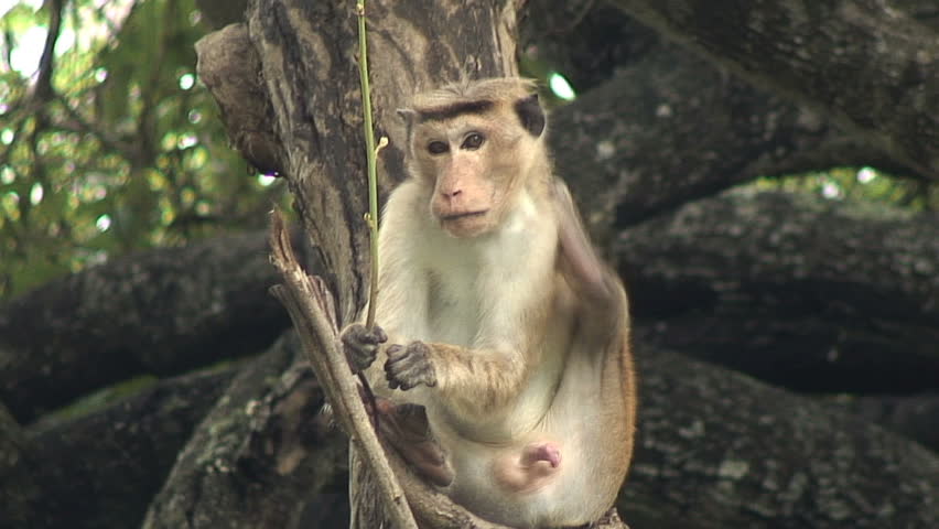 Stock video of monkey in yala national park, sri | 1786700 | Shutterstock